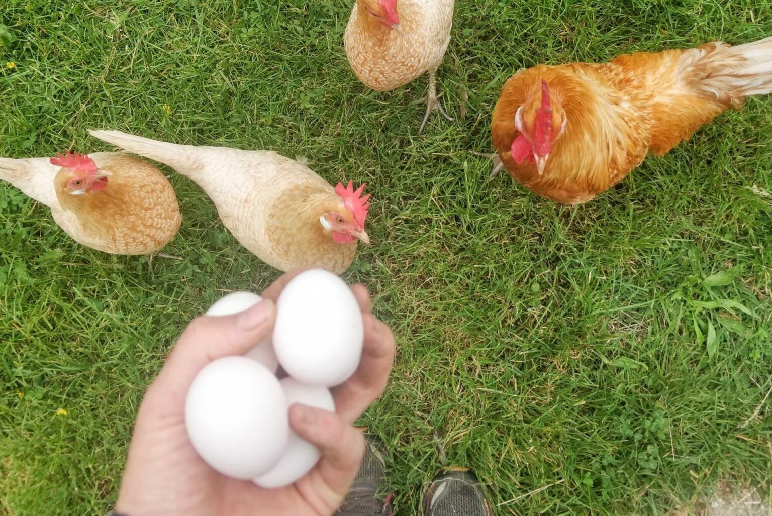Warum Legen Huhner Keine Eier