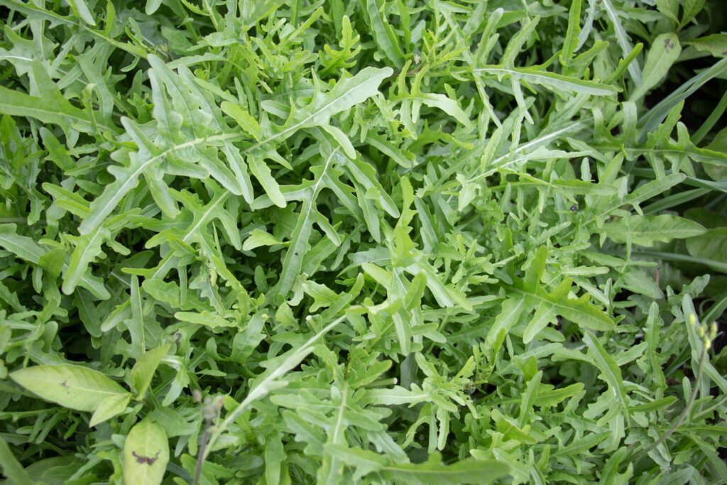 Mai Gemüseanbau im Garten - Farming Girls