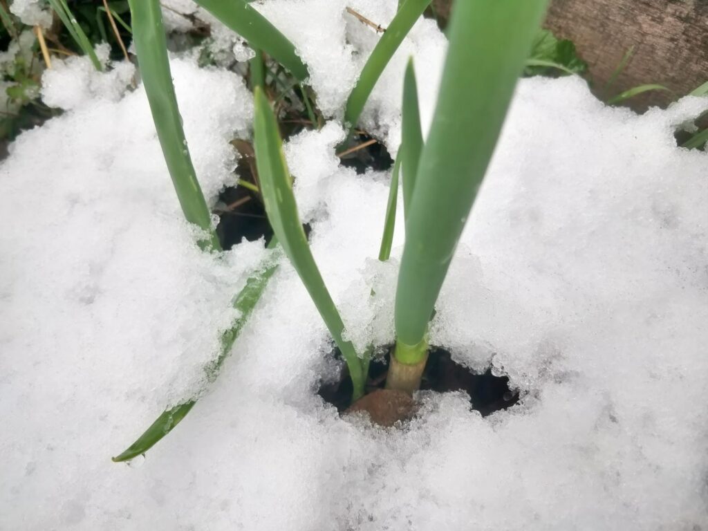 Wintergemüse anbauen und pflanzen - Farming Girls